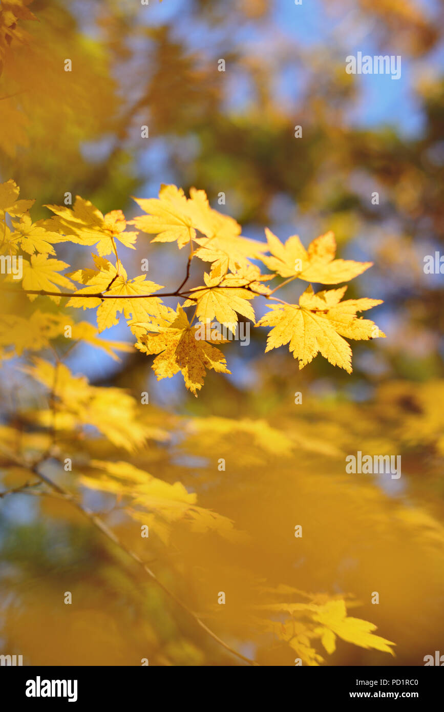 Yellow maple leaves border at autumn forest, blurred background. Season changing. A tree branch ...