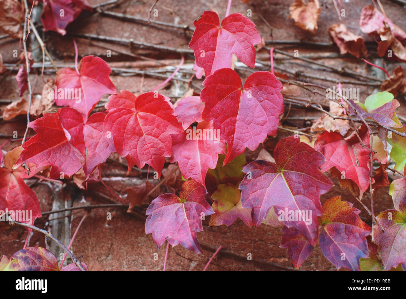 Red ivy leaves hi-res stock photography and images - Alamy