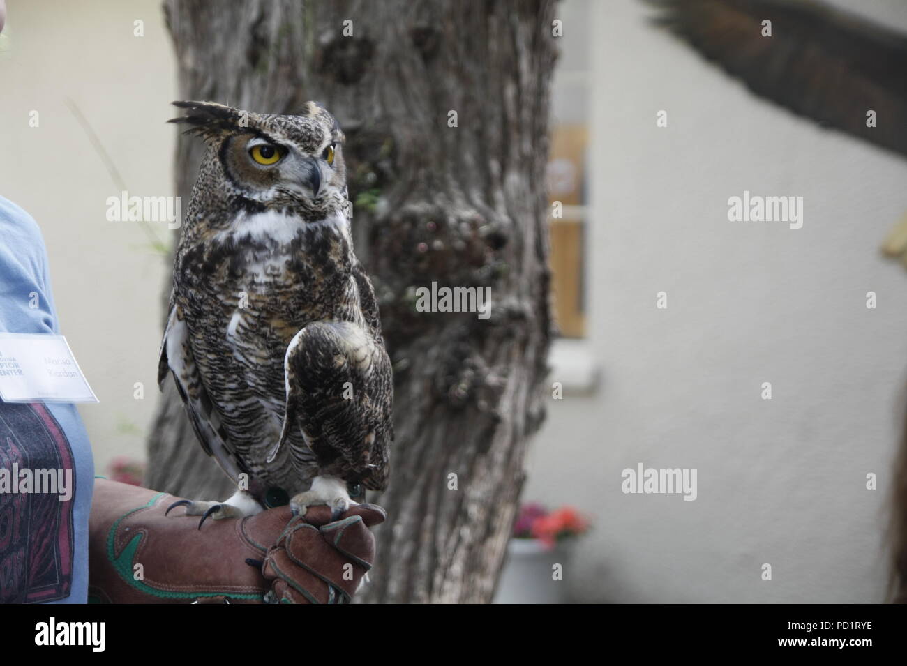 Raptor center hi-res stock photography and images - Alamy