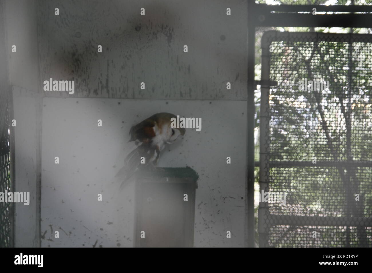 Barn Owl sleeping in California Raptor center, Davis (UC Davis), USA ...