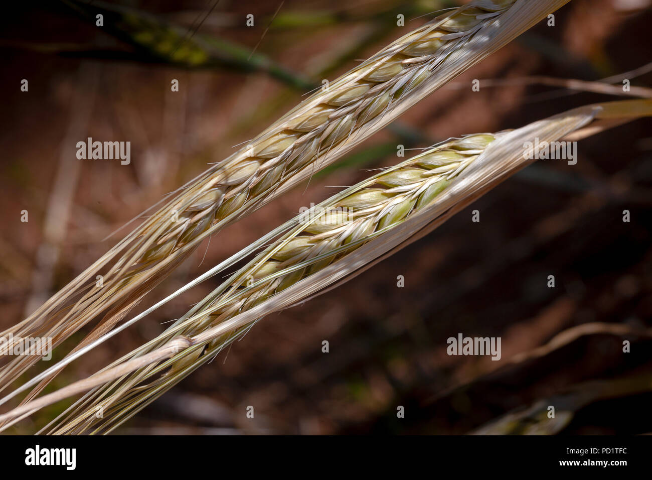 Ears of Barley Stock Photo - Alamy