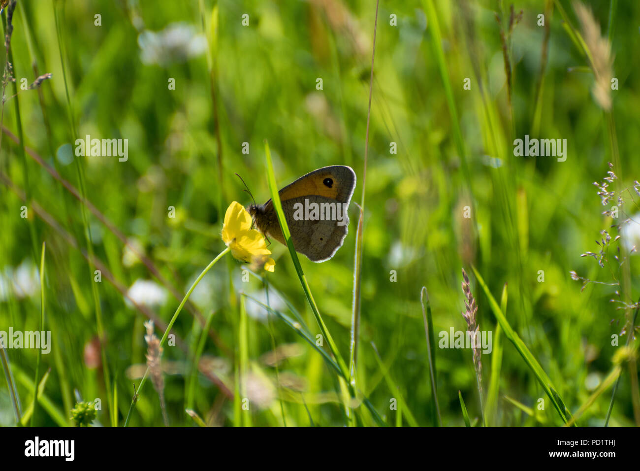 small heath butterfly on buttercup in wild flower meadow Stock Photo ...