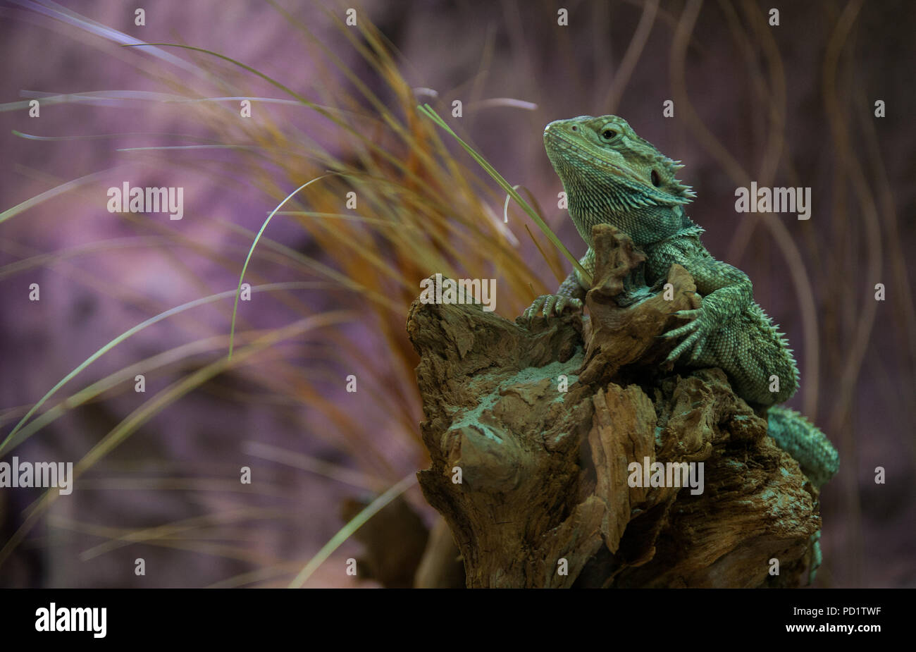 Lizard spotted on a tree branch - looking for insects Stock Photo - Alamy