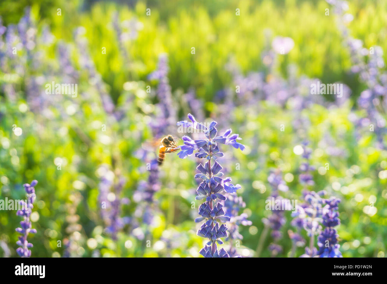 Bee harvesting pollen in lavender field ,Selective focus Stock Photo ...