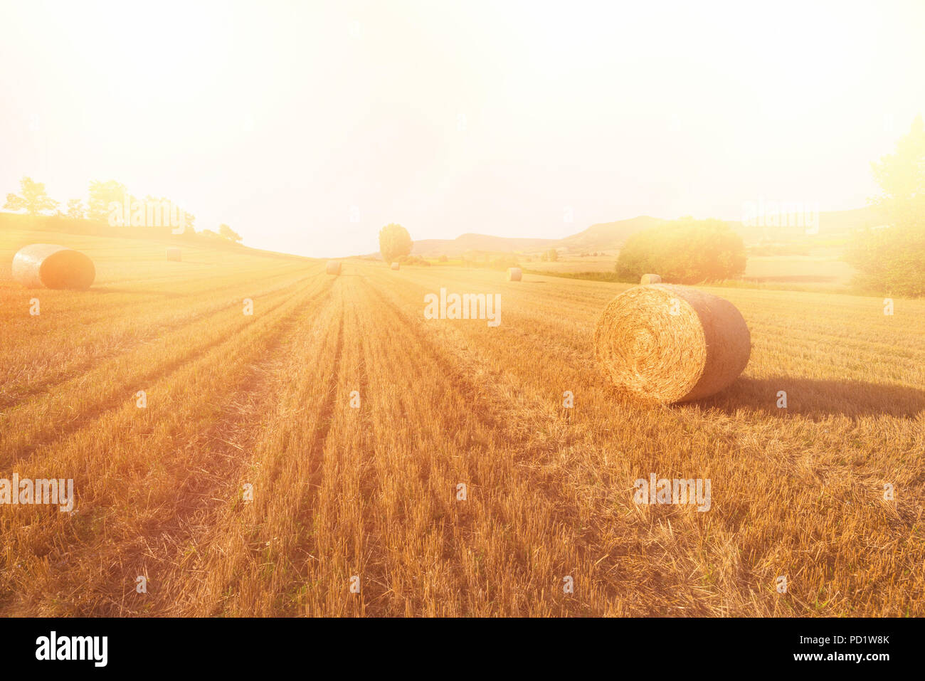 hay bail harvesting in golden field landscape Stock Photo - Alamy