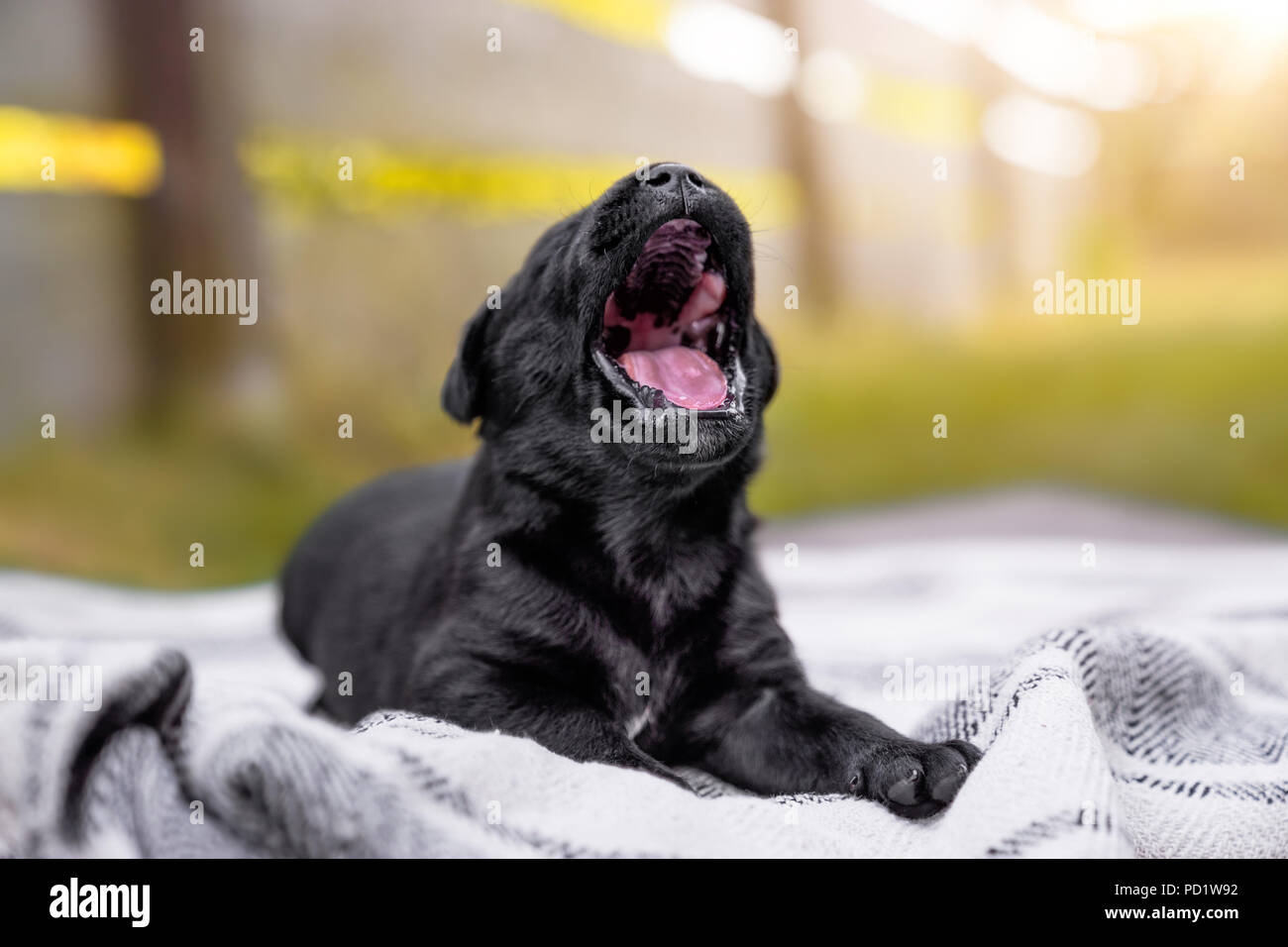 Labrador paws face hi-res stock photography and images - Alamy