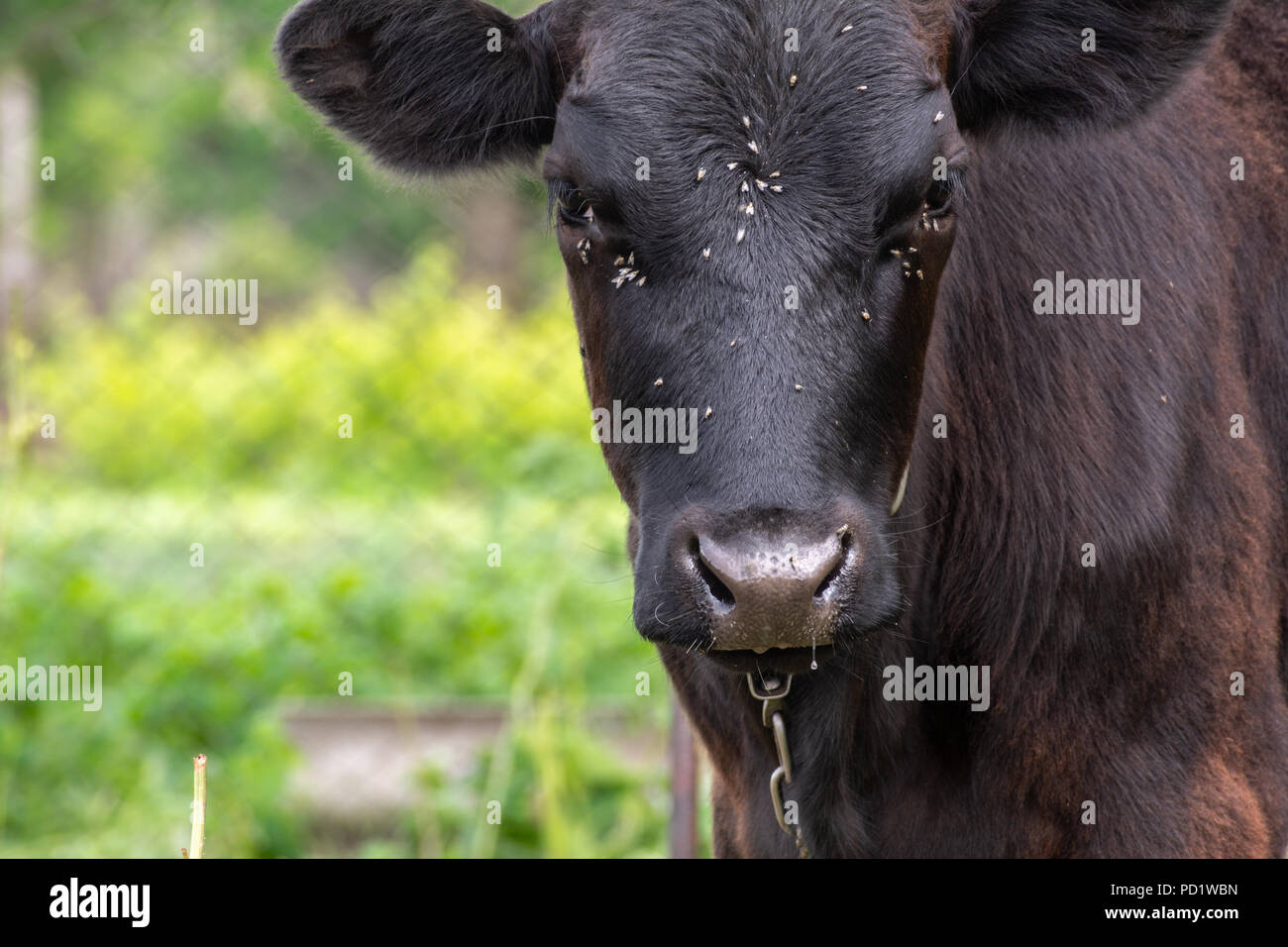 Cow flies hi-res stock photography and images - Alamy
