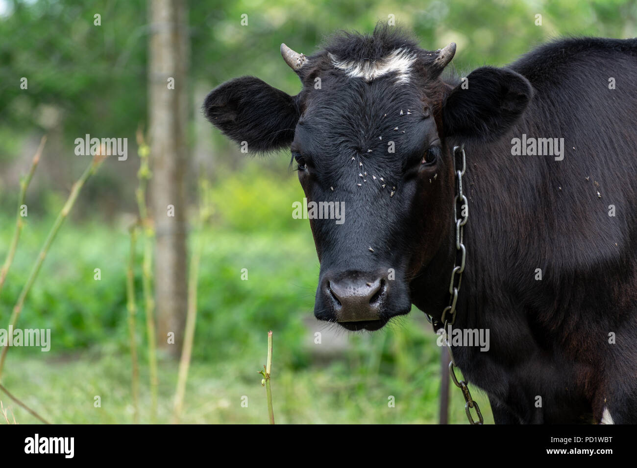 Cow flies hi-res stock photography and images - Alamy
