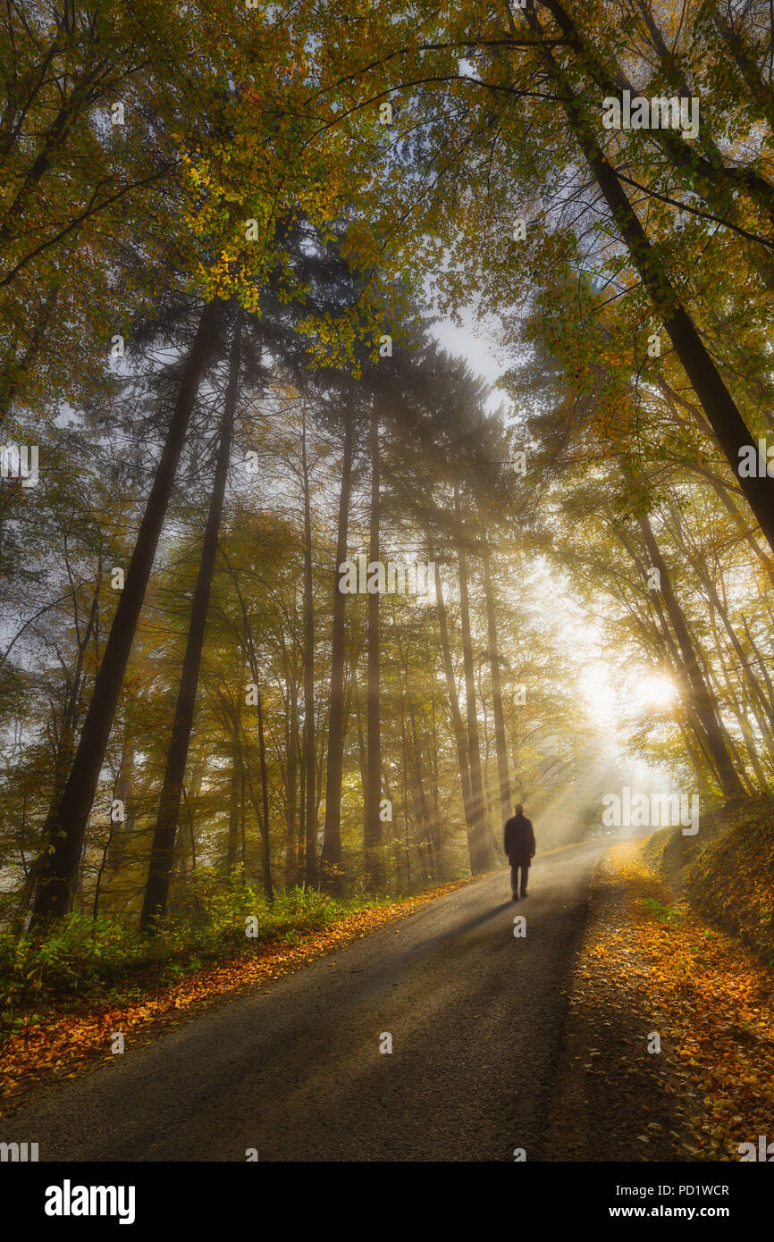 Stroll through forest hi-res stock photography and images - Alamy