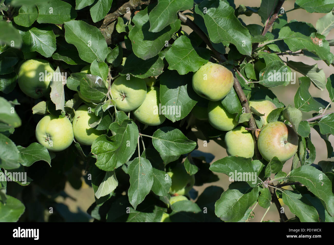 Cluster of several green apples hanging on an apple tree between green ...