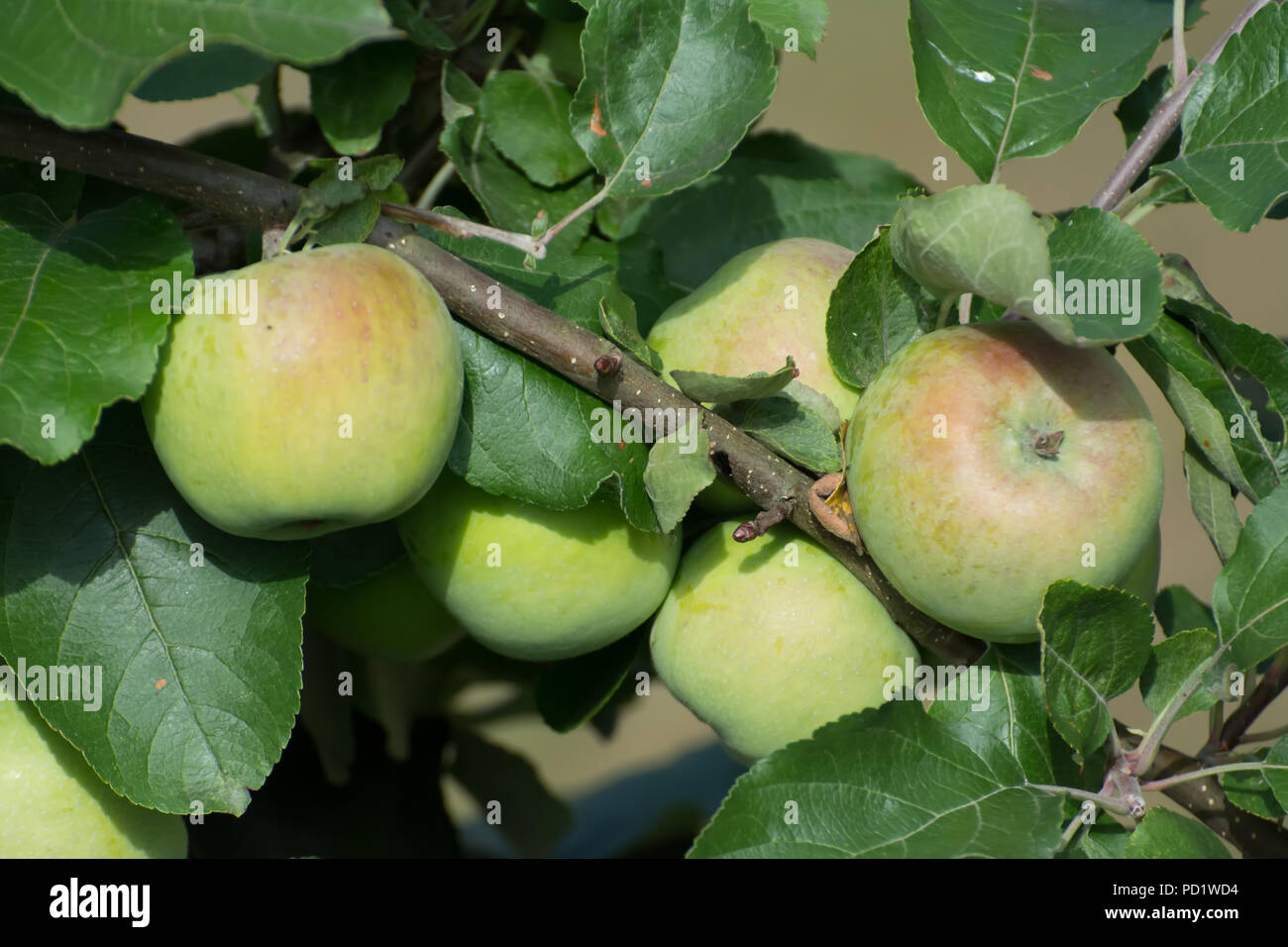 Cluster of five green apples hanging on an apple tree between green ...