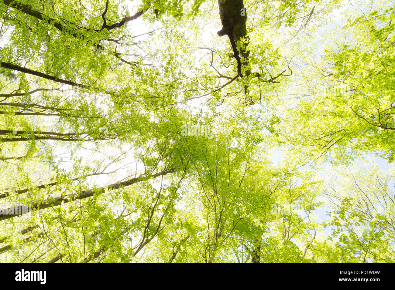 View upwards into spring leaves Stock Photo - Alamy