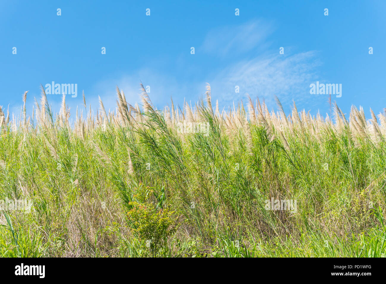 Grass flower field and blue sky in the morning Stock Photo - Alamy