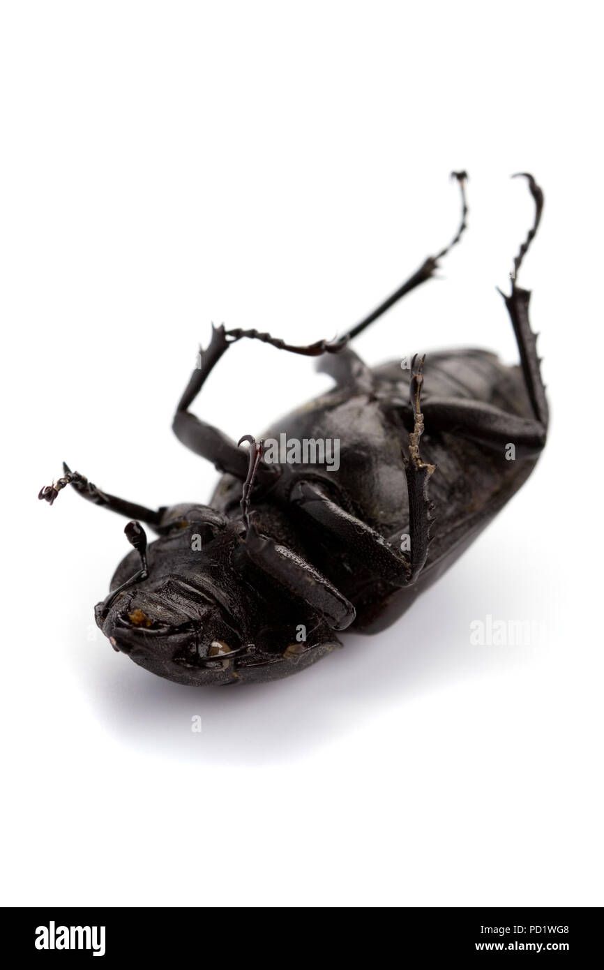 dead bug isolated on white background Stock Photo - Alamy