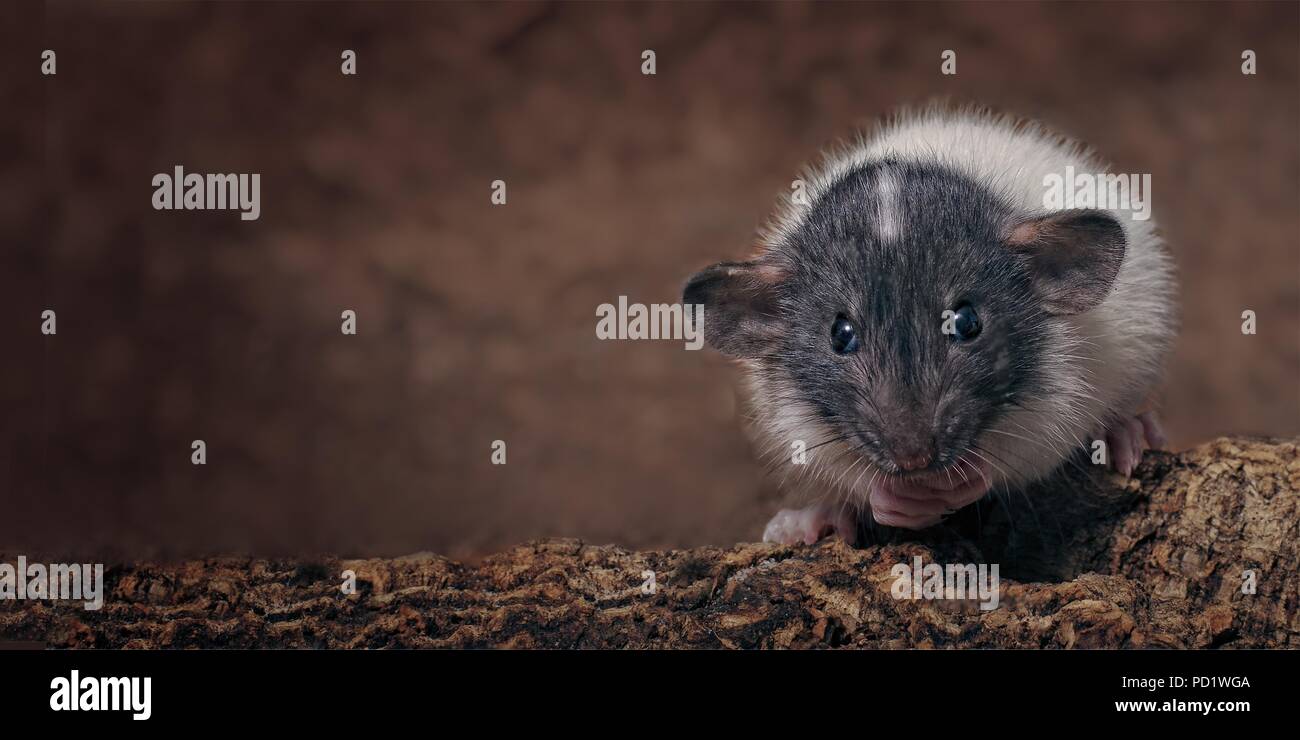 White mouse looking at camera hi-res stock photography and images - Alamy