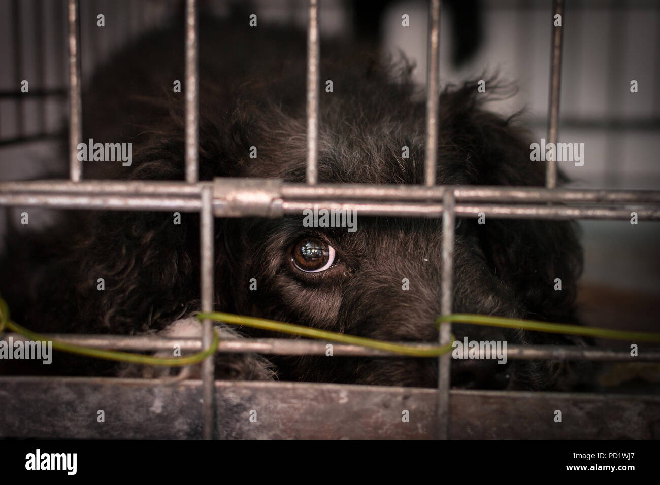 Little puppy at the shelter looks with hope Stock Photo - Alamy