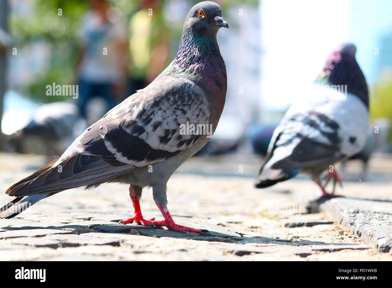 Pigeons sitting on ground hi-res stock photography and images - Alamy