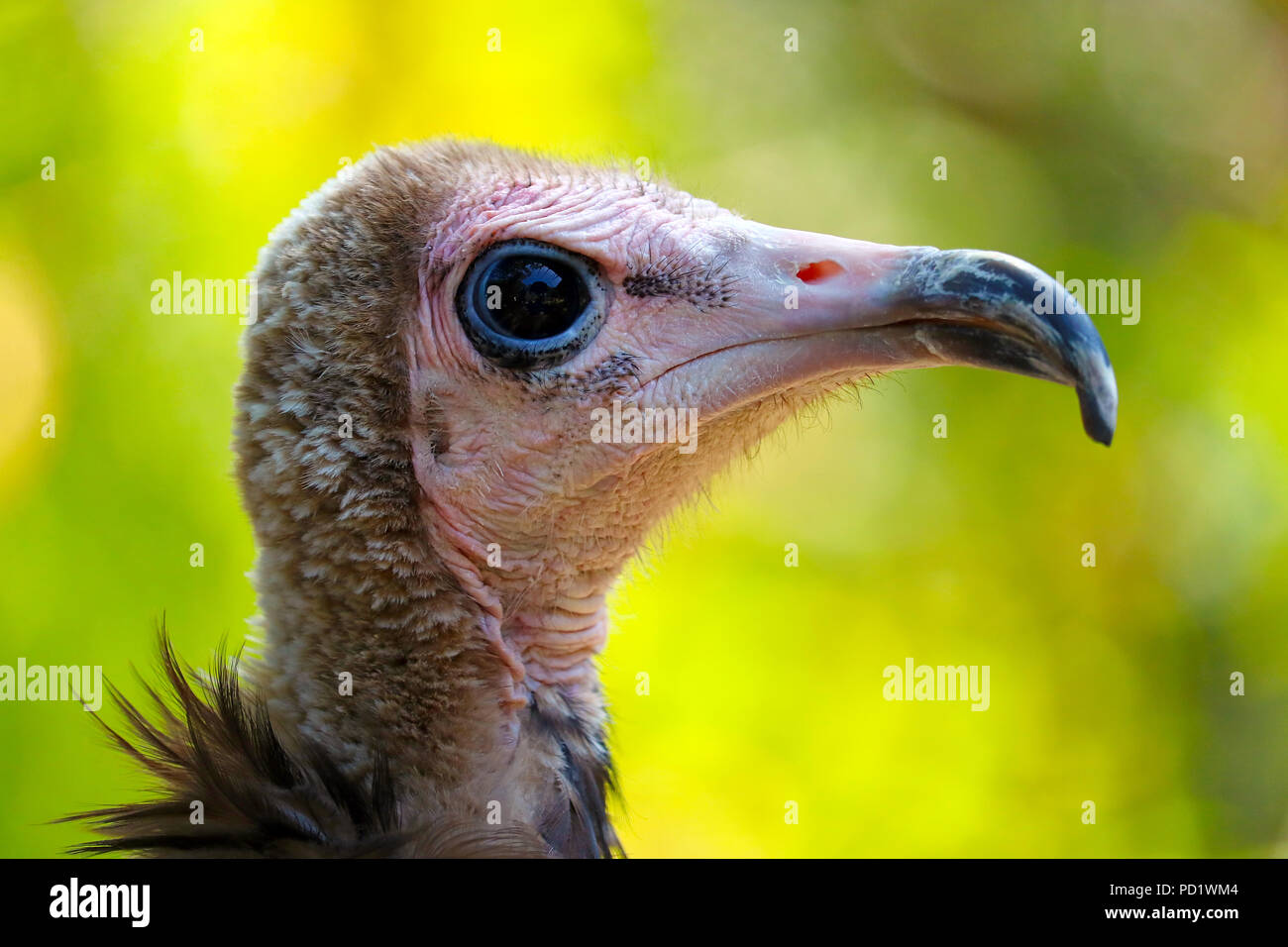 Sad bird hi-res stock photography and images - Alamy