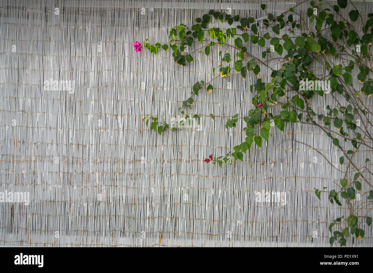 Separator house hi-res stock photography and images - Alamy