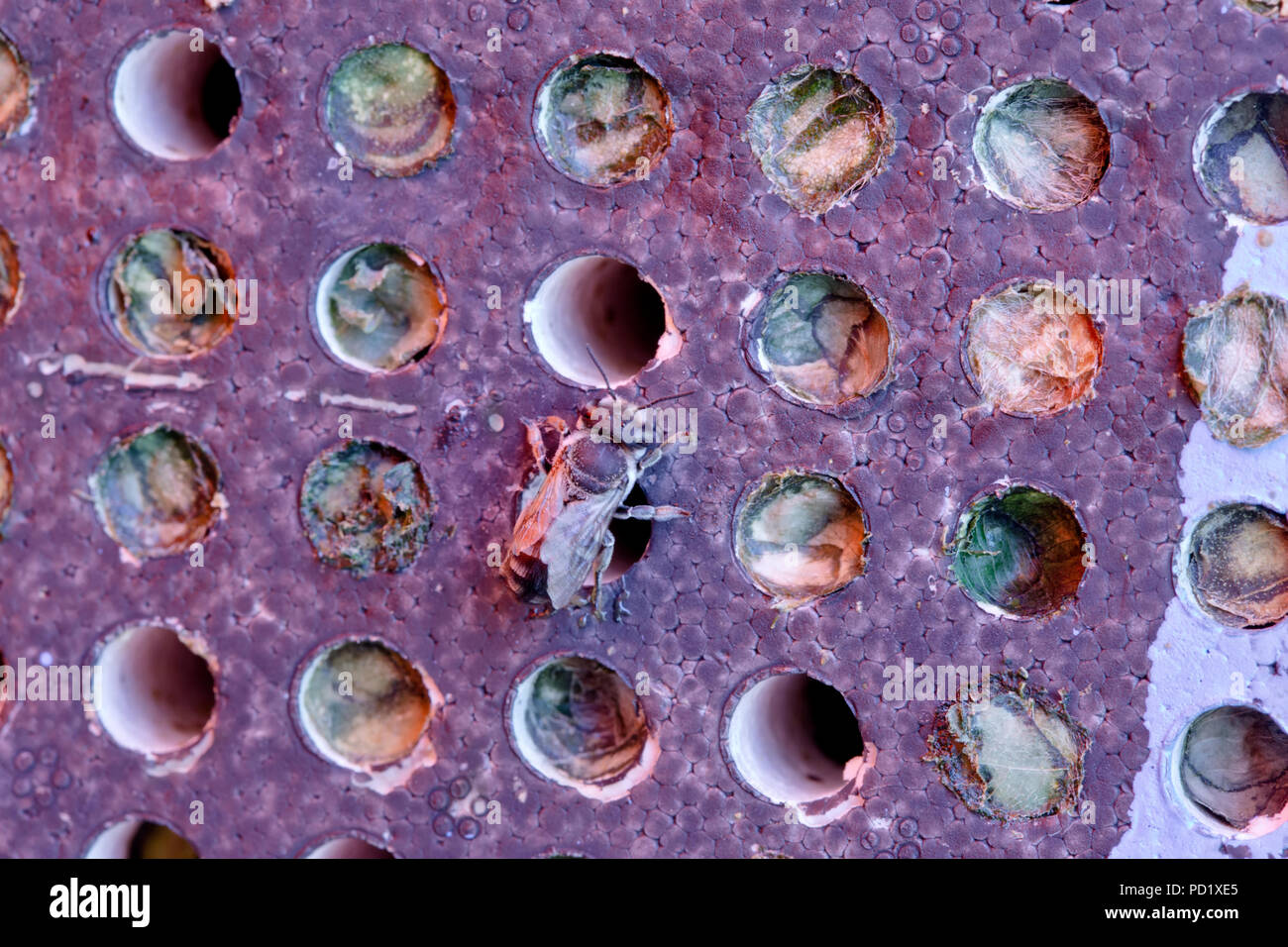 Cavity hi-res stock photography and images - Alamy