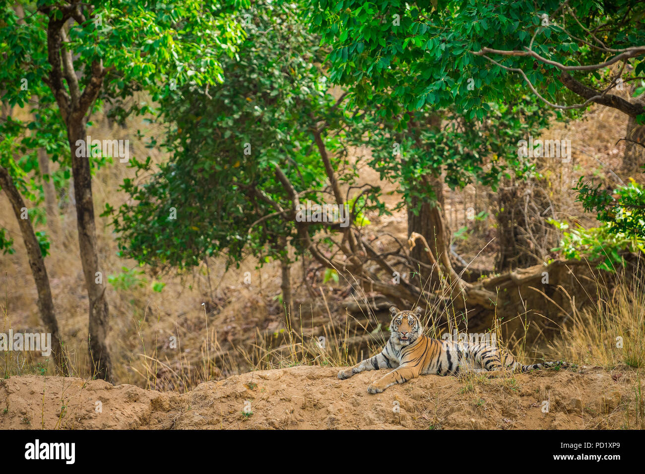 A sub adult female tiger resting Stock Photo - Alamy