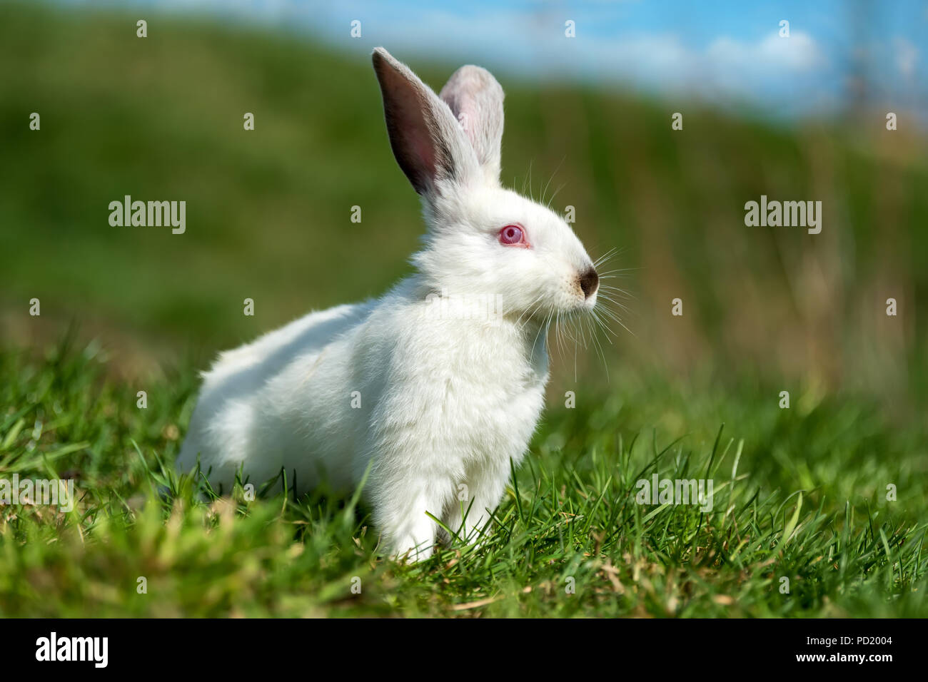 Little white rabbit on green grass in summer day Stock Photo - Alamy
