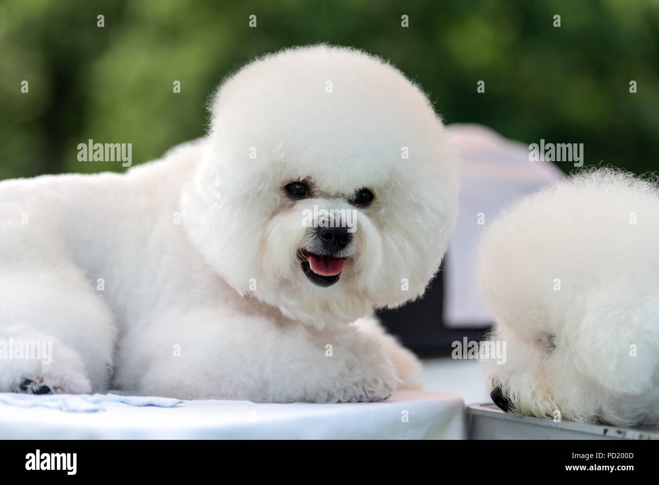Baby bichon frise hi-res stock photography and images - Alamy