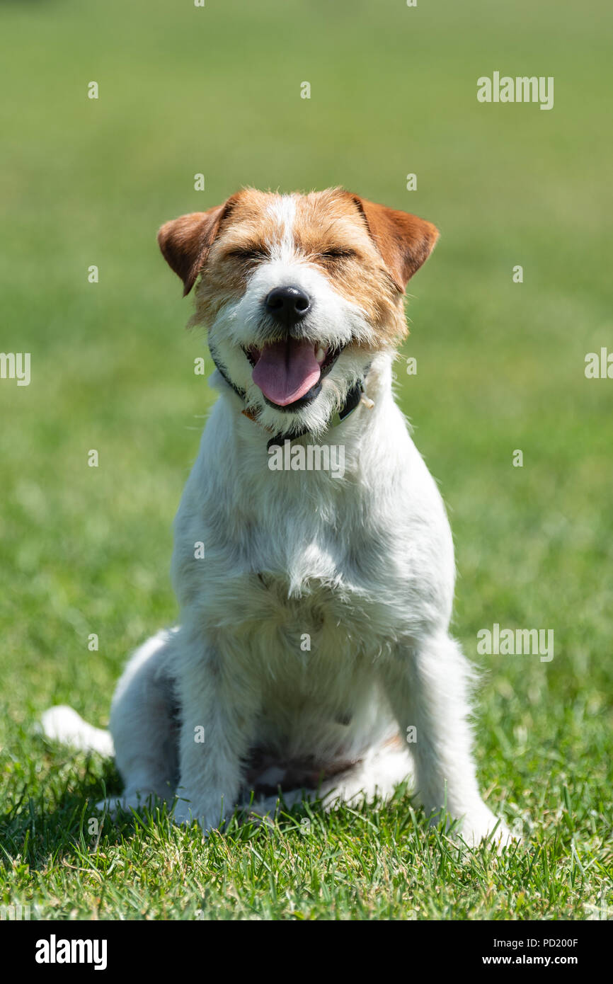 Purebred Jack Russel Terrier dog in summer day Stock Photo - Alamy