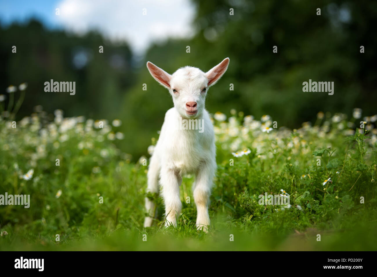 White baby goat standing on green grass with yellow flowers Stock Photo ...