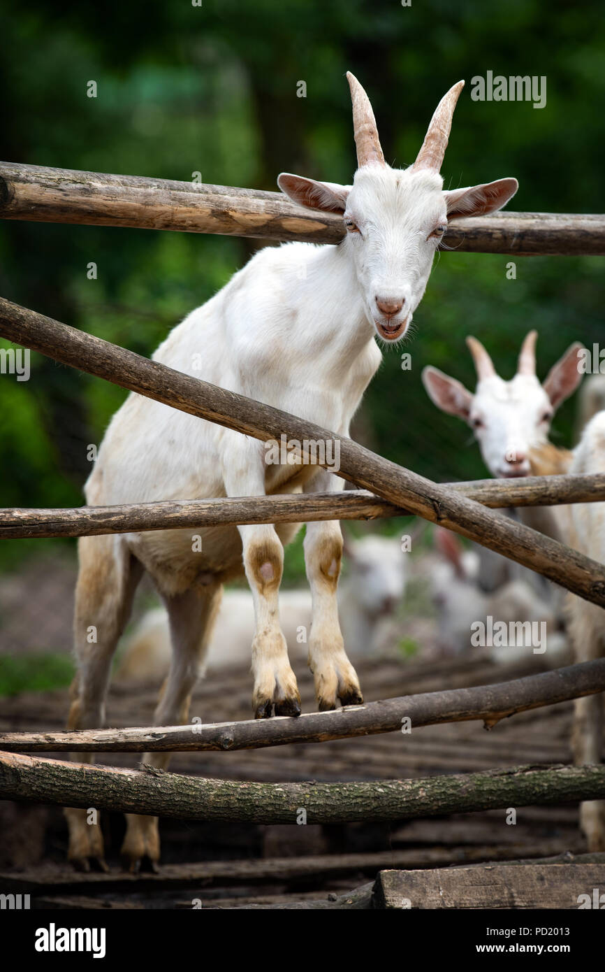 Goat cage hi-res stock photography and images - Alamy