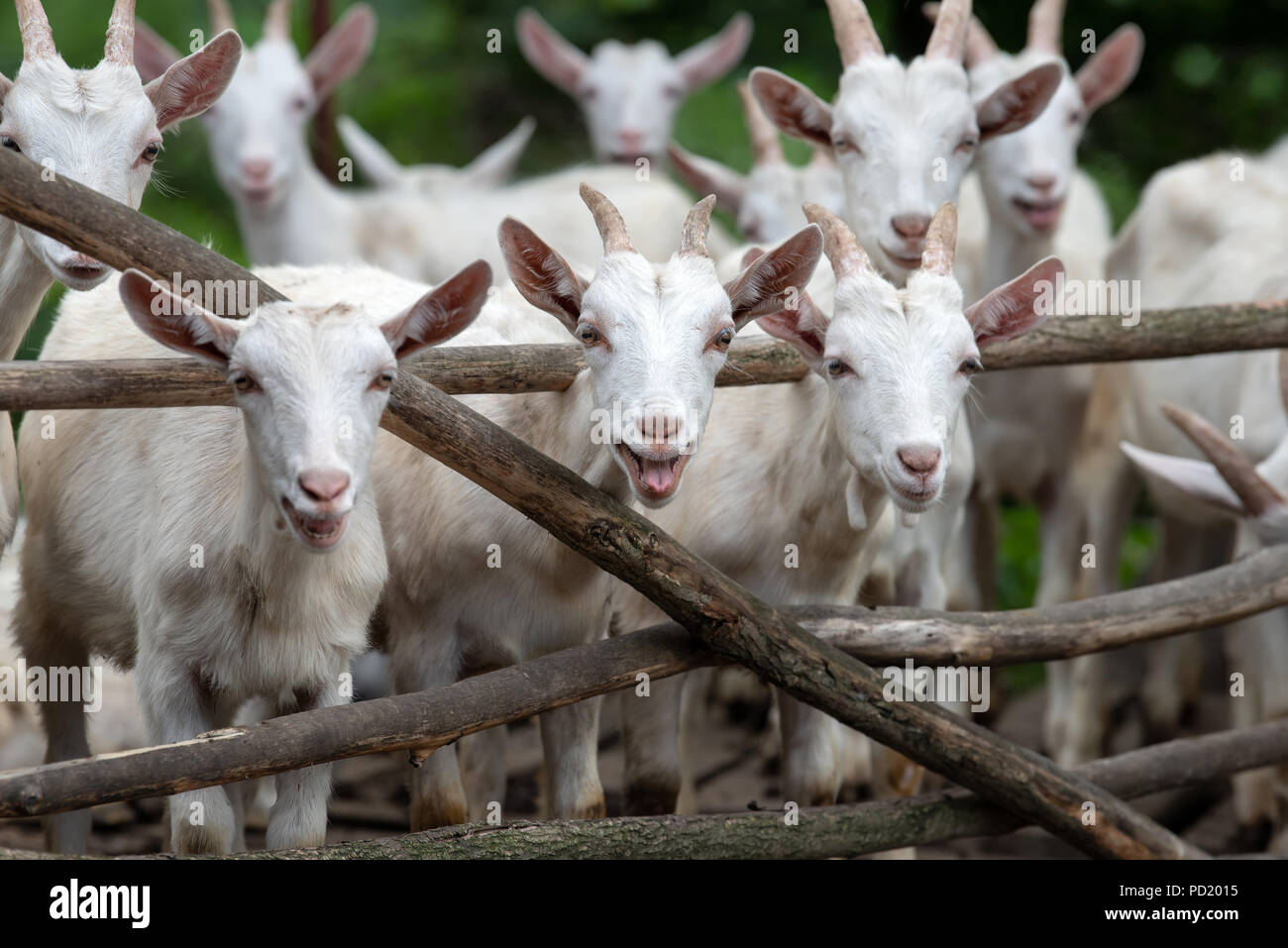 Goat In Cage High Resolution Stock Photography and Images - Alamy