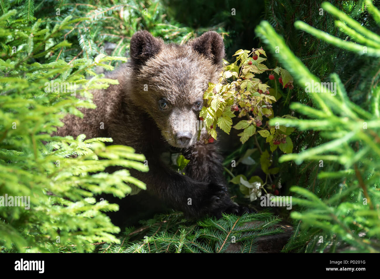 Young brown bear cub in the forest. Animal in the nature habitat Stock ...