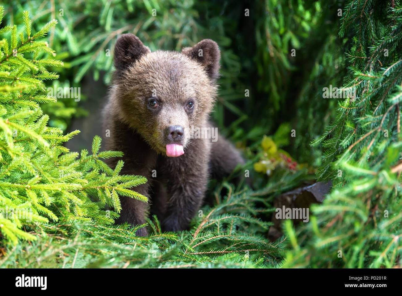 Young brown bear cub in the forest. Animal in the nature habitat Stock ...