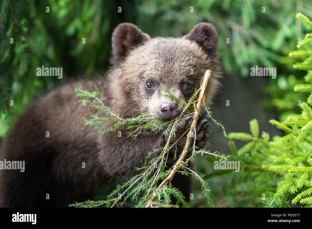 Young brown bear cub in the forest. Animal in the nature habitat Stock ...