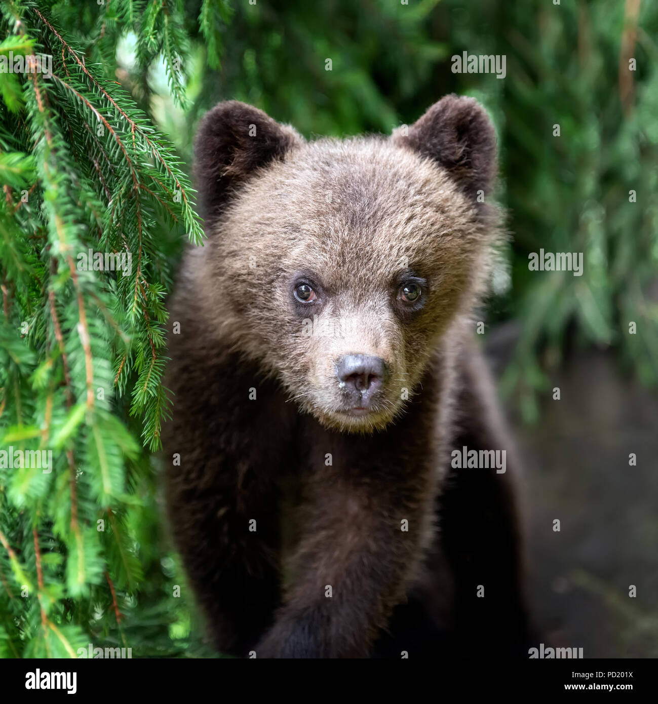 Young brown bear cub in the forest. Animal in the nature habitat Stock ...
