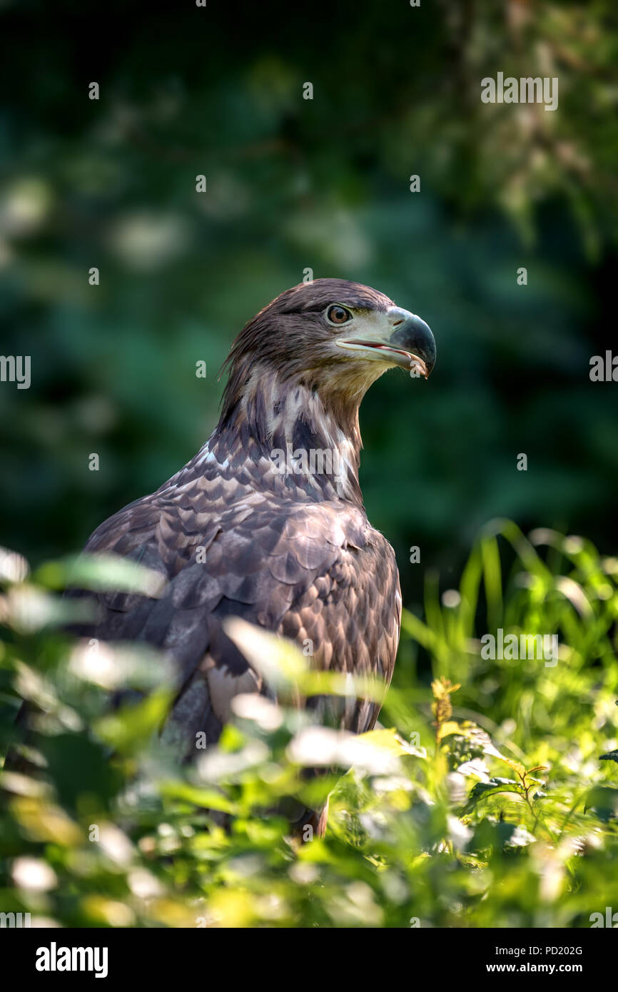 Imperial eagle with prey hi-res stock photography and images - Alamy