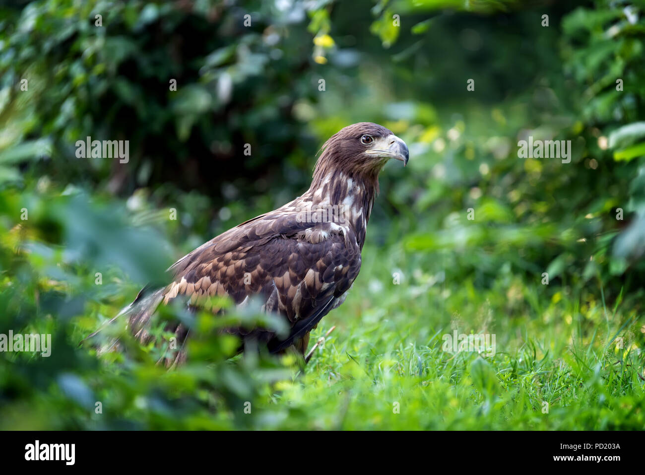 Eastern imperial eagle in summer day Stock Photo - Alamy