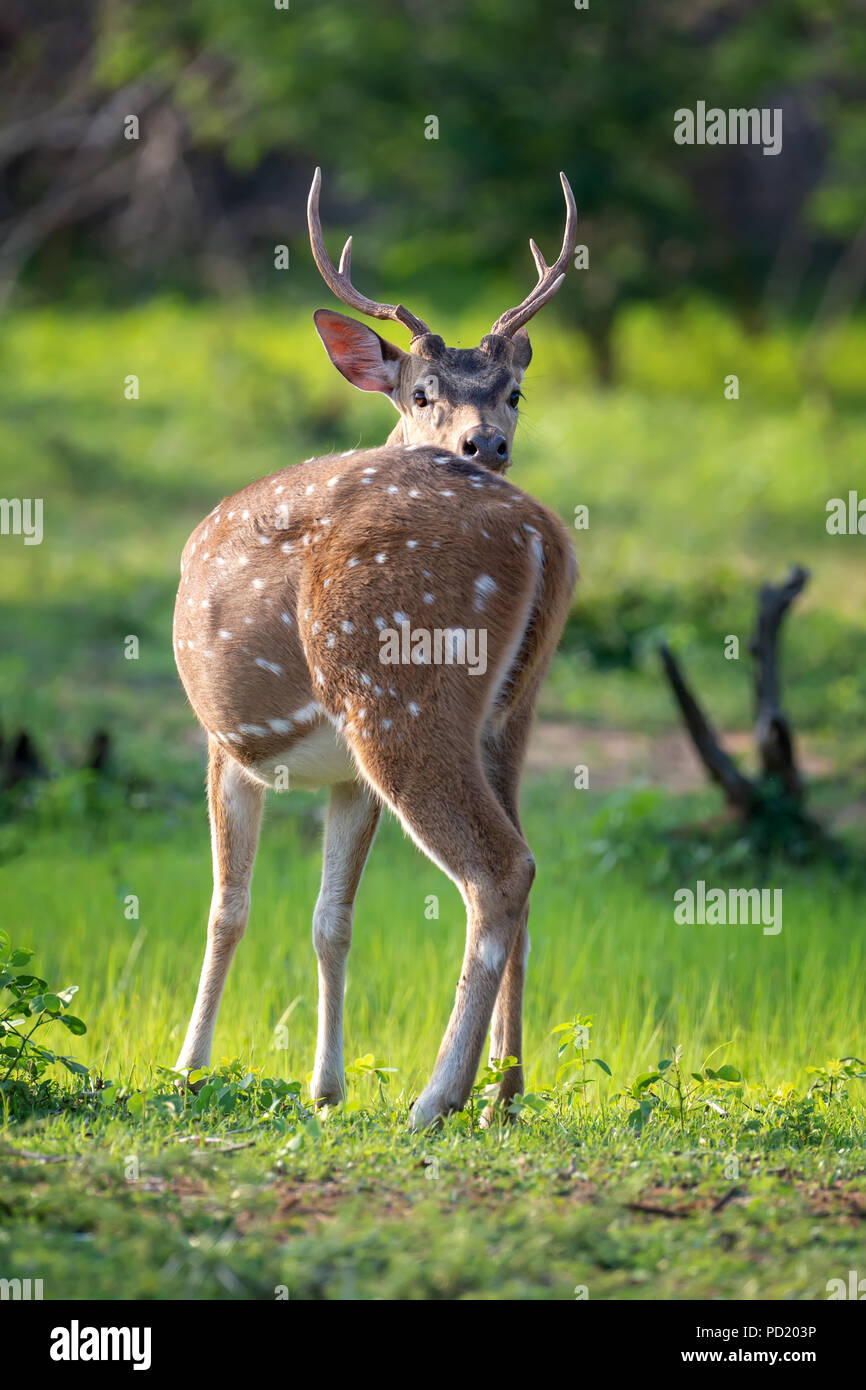 White spotted indian deer hi-res stock photography and images - Alamy
