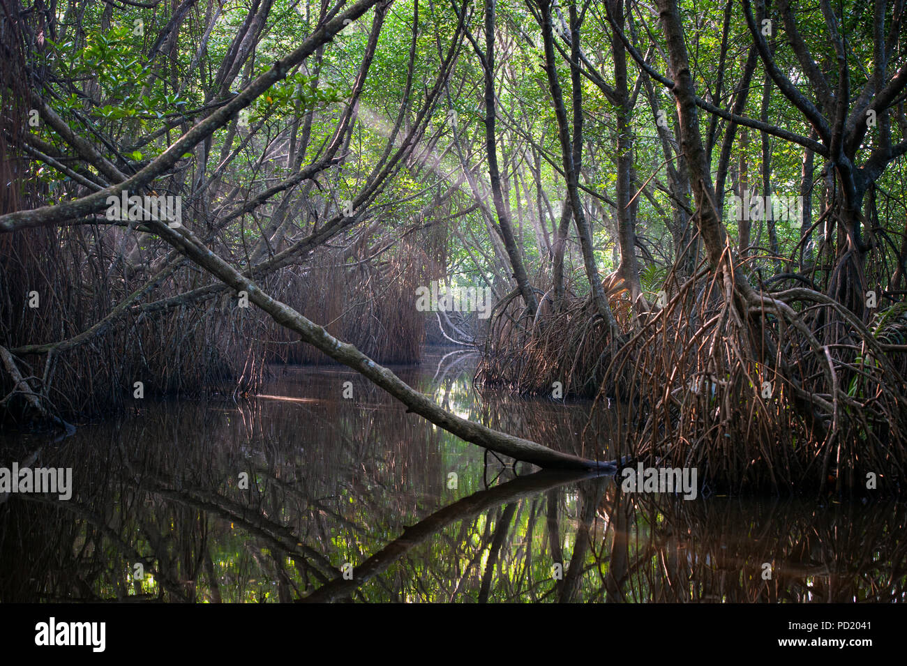 Natural landscape tidal trees hi-res stock photography and images - Alamy