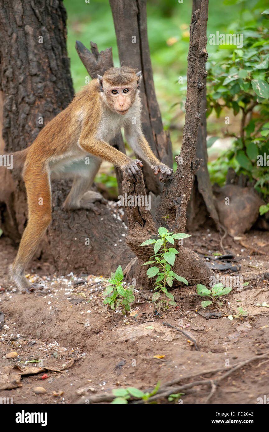 Monkey in the living nature. Country of Sri Lanka Stock Photo - Alamy