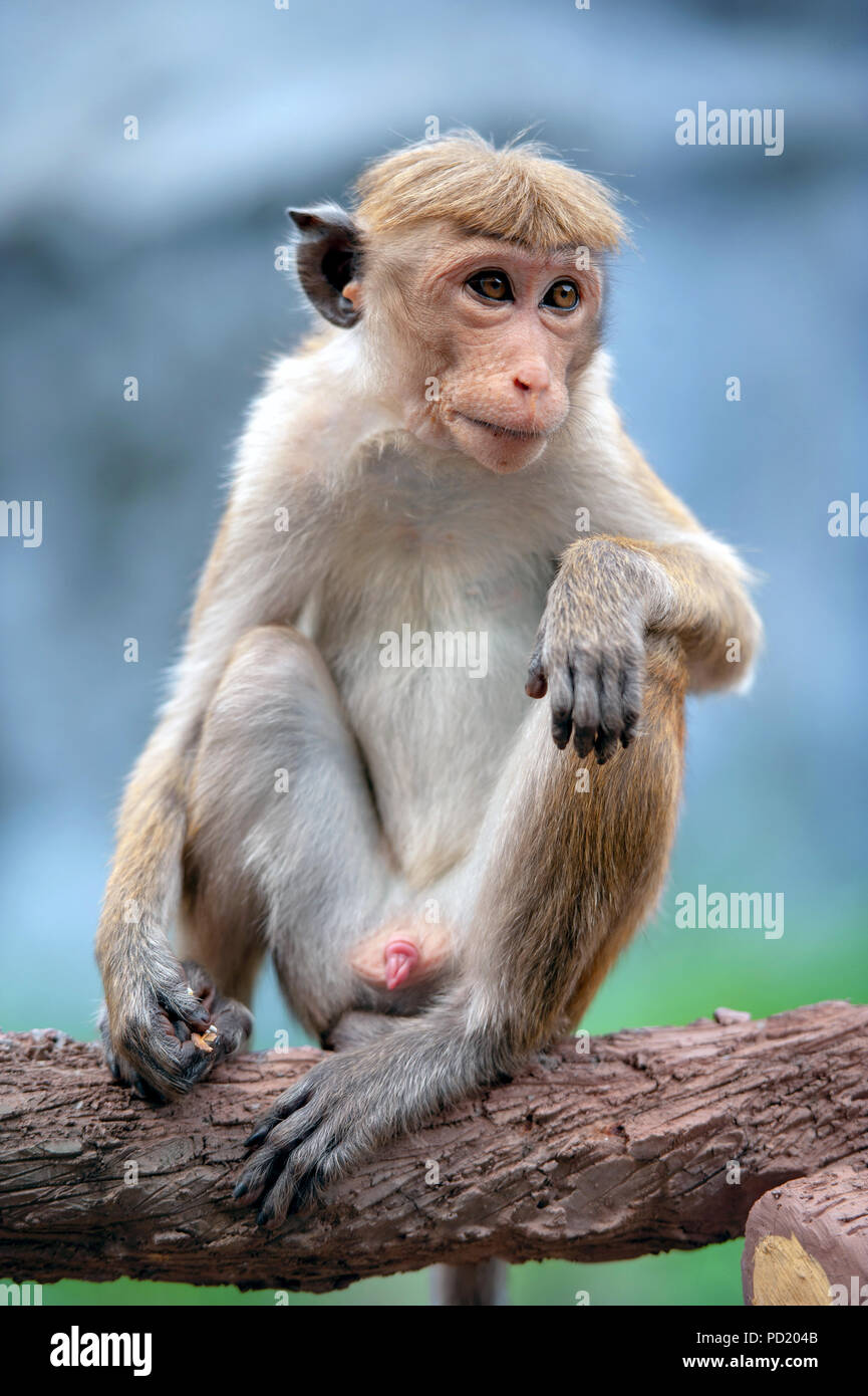 Monkey in the living nature. Country of Sri Lanka Stock Photo - Alamy