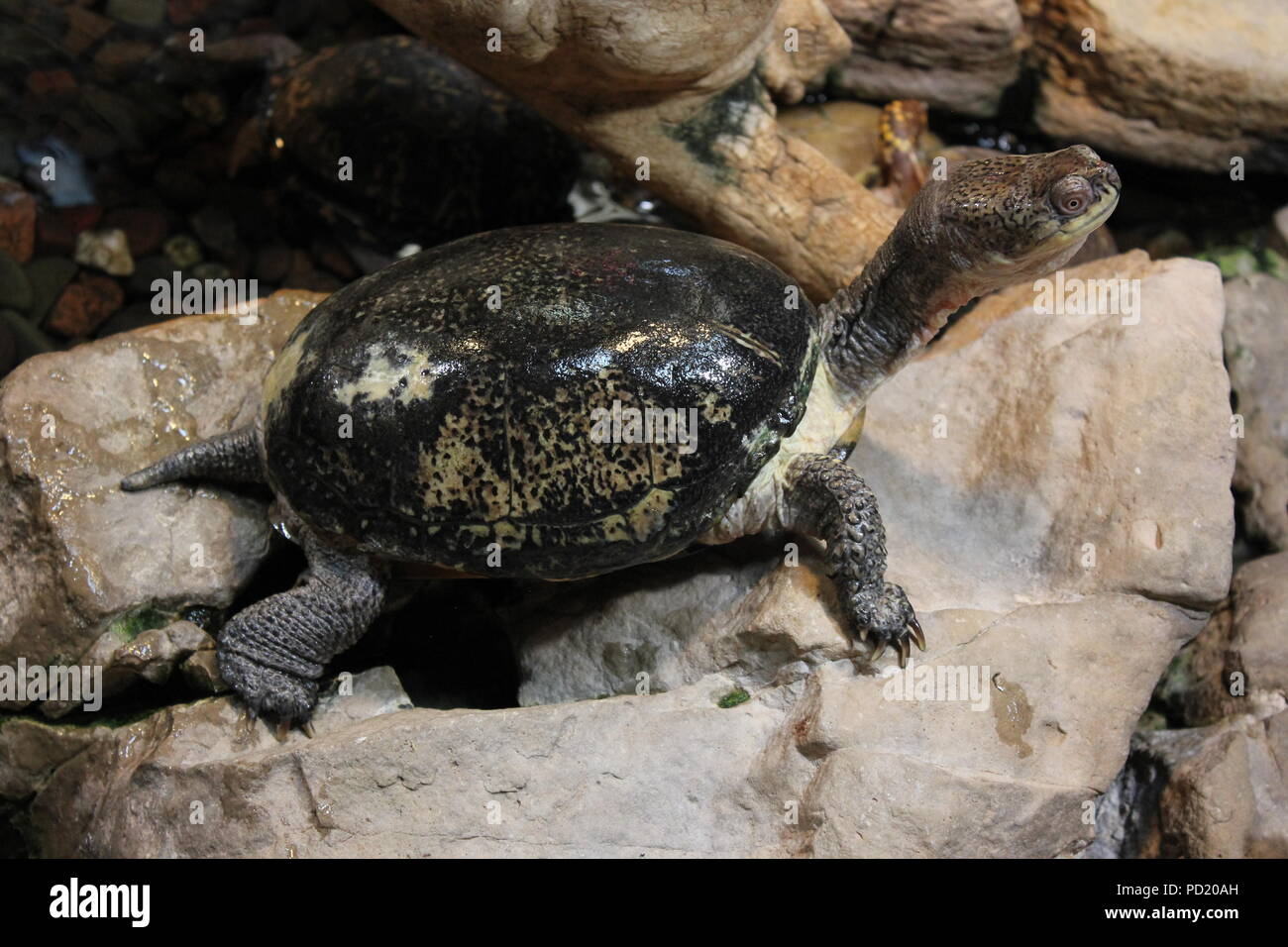 Live turtle crawling on a rock Stock Photo - Alamy