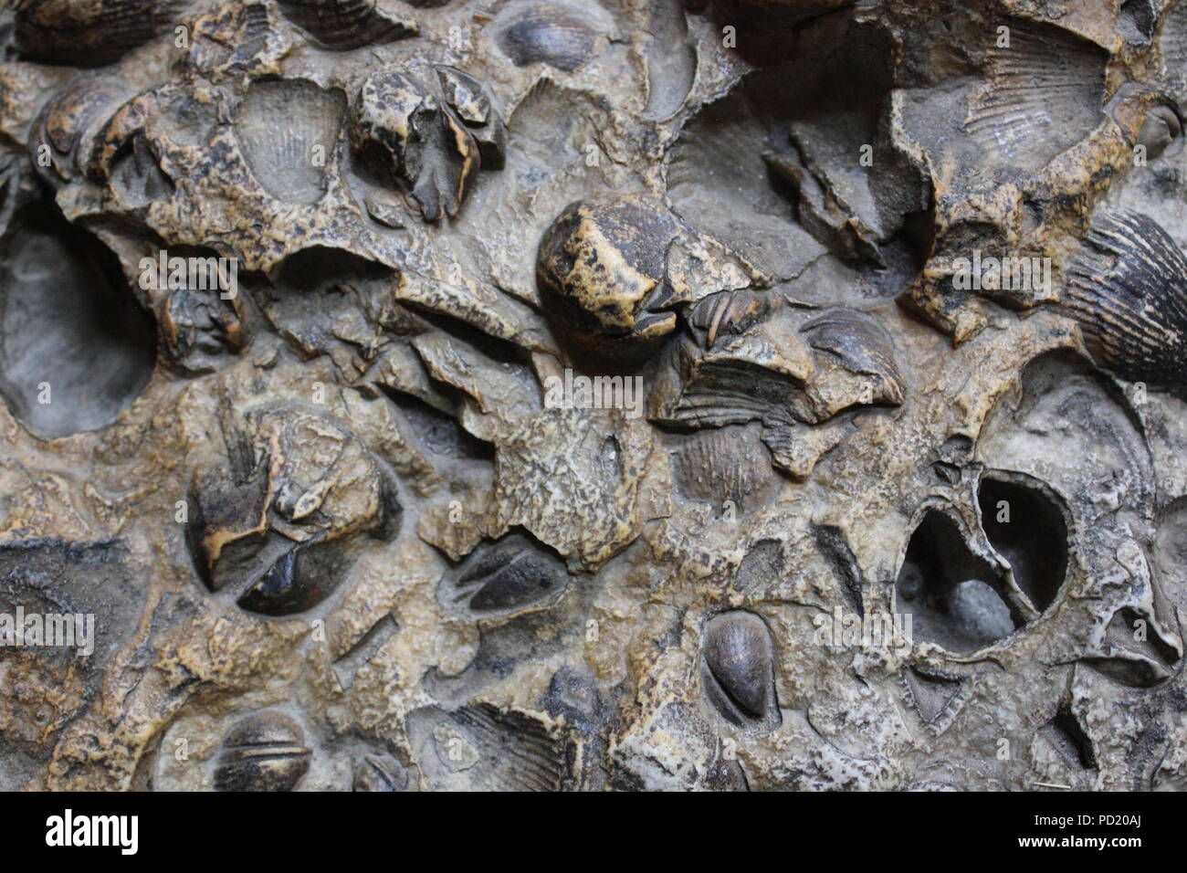 Fossilized remains and impression of various random bivalve shells on a ...