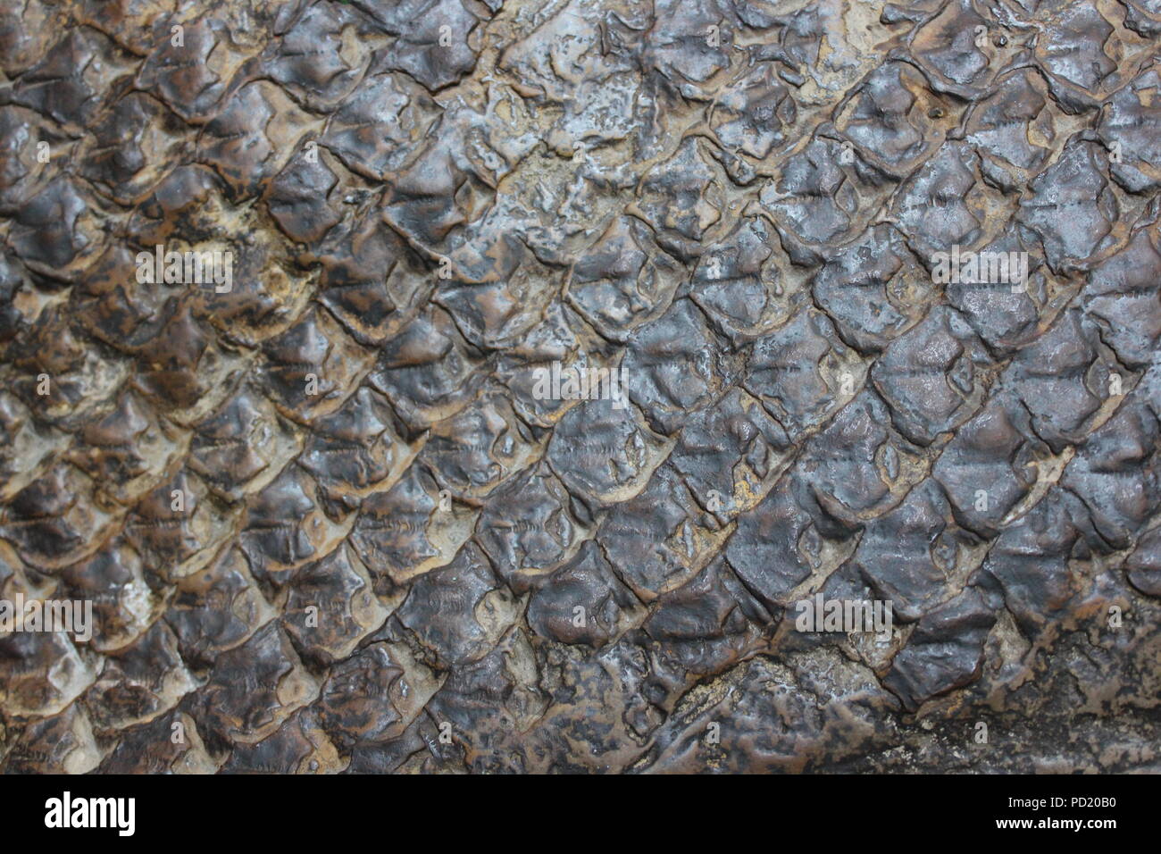 Fish Integumentary System High Resolution Stock Photography and Images ...