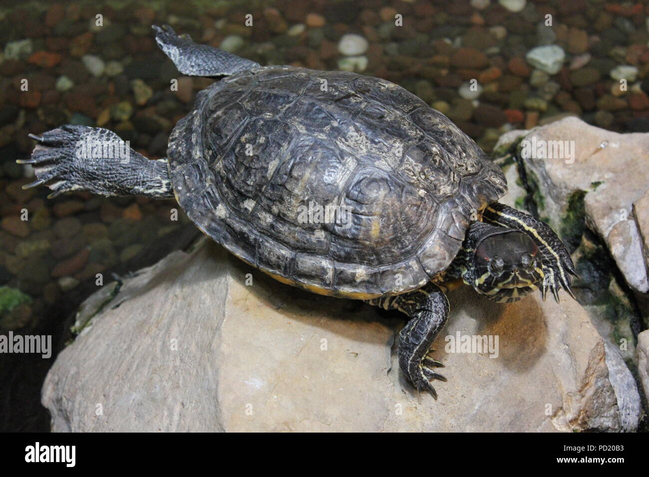 Live painted turtle, chrysemys picta, sunning himself on a rock Stock ...