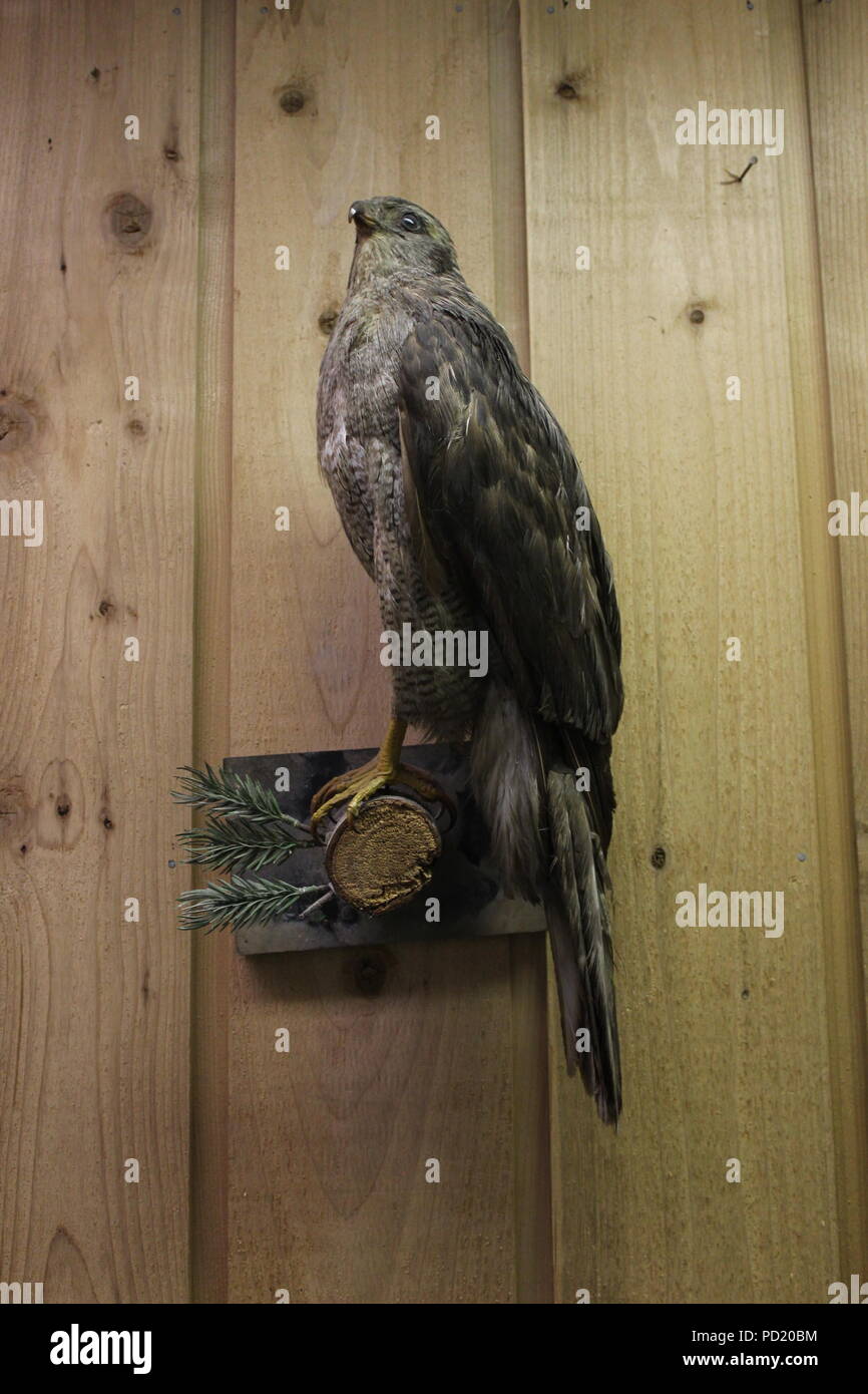 Stuffed and mounted hawk bird of prey Stock Photo - Alamy
