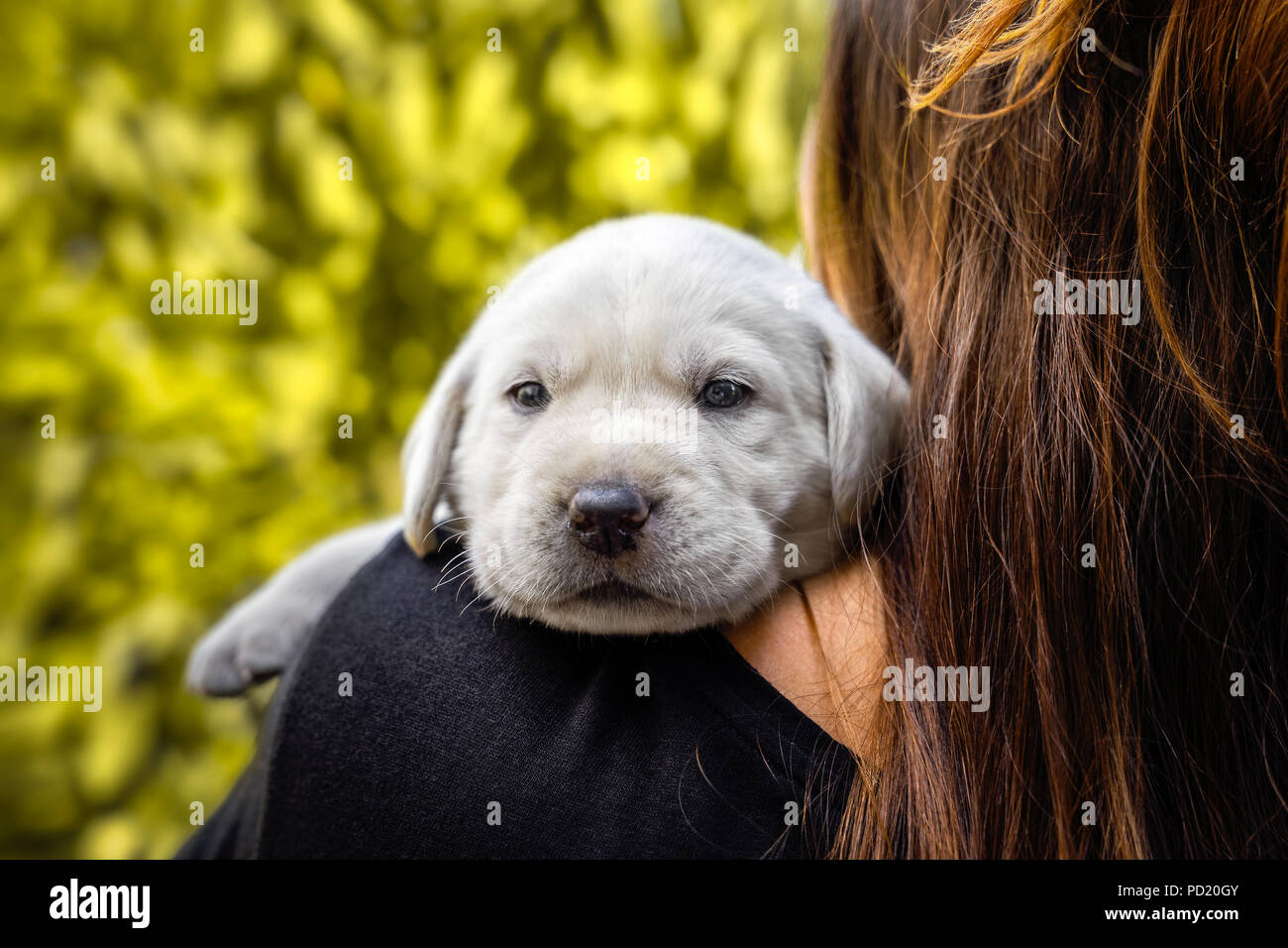 young cute labrador retriever dog puppy pet Stock Photo - Alamy