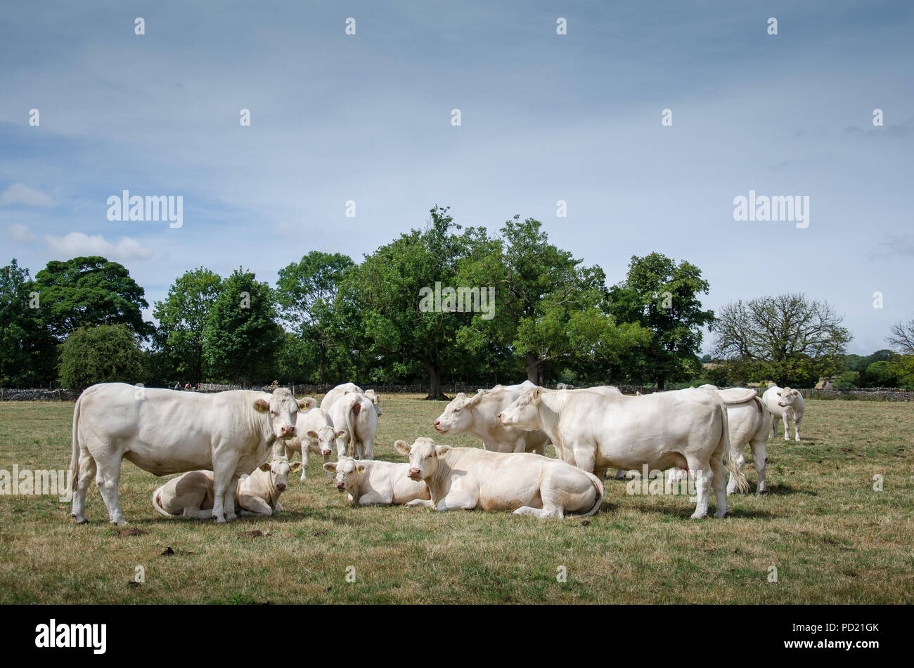 Breeds of cows hi-res stock photography and images - Alamy