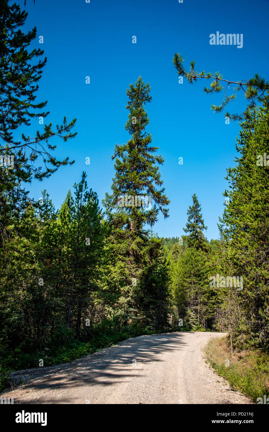 National forestland hi-res stock photography and images - Alamy