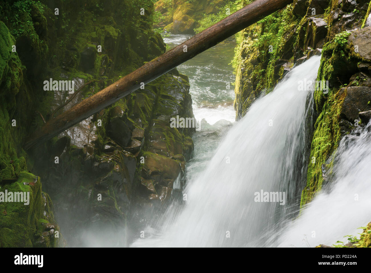 Sol Duc Falls in the Sol Duc Forest, Olympic National Park, Port Angeles, Washington State, USA ...
